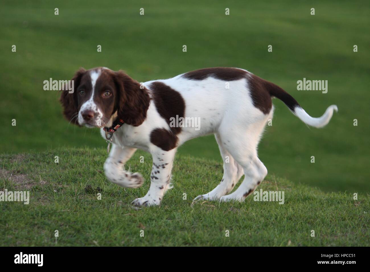young liver and white working type english springer spaniel pet gundog ...