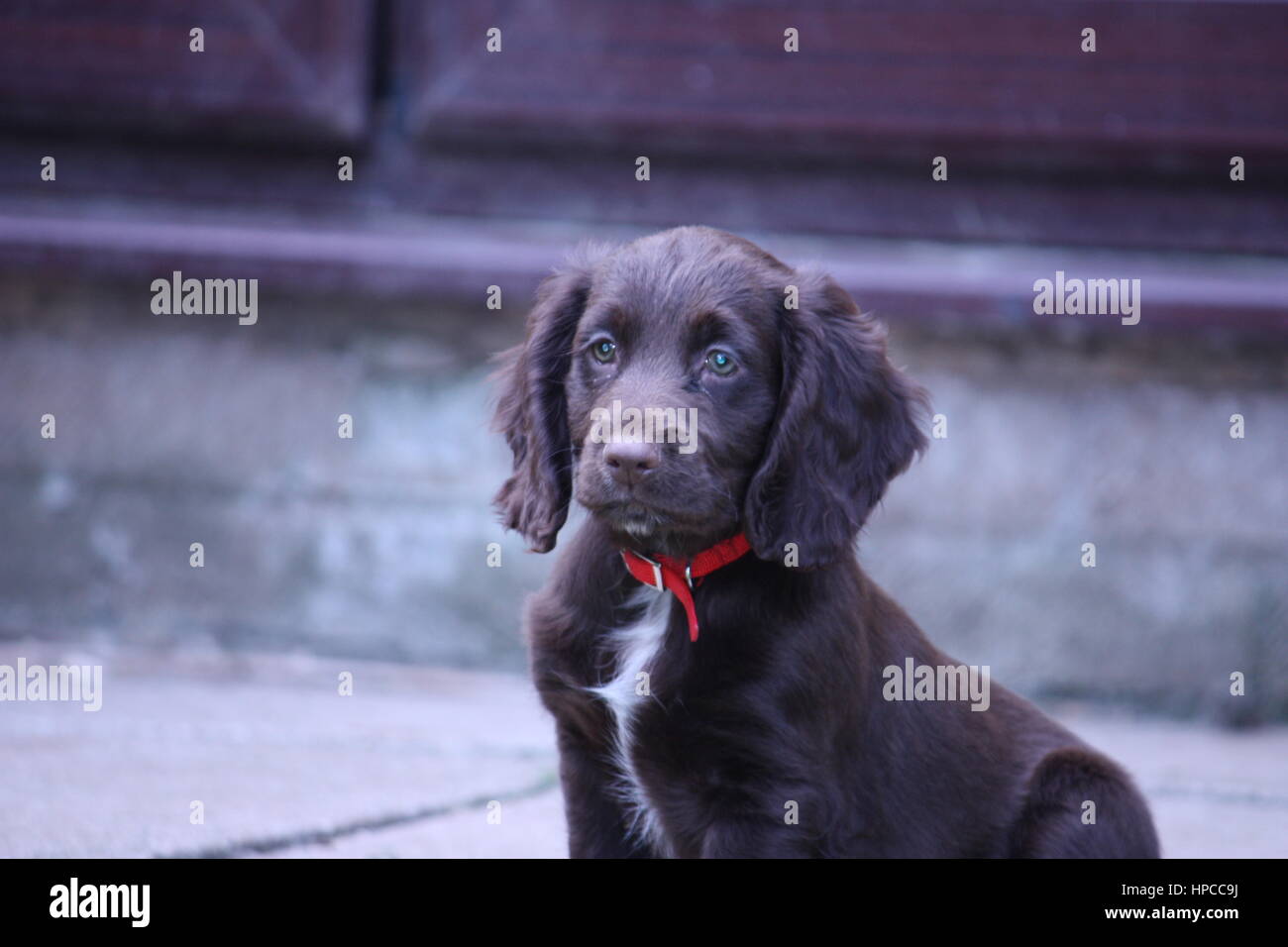 very cute brown working type cocker spaniel pet gundog puppy Stock ...
