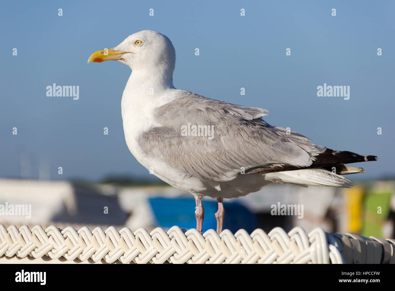 A Seagull on the top of a beach basket at Norddeich, East Frisia Stock ...