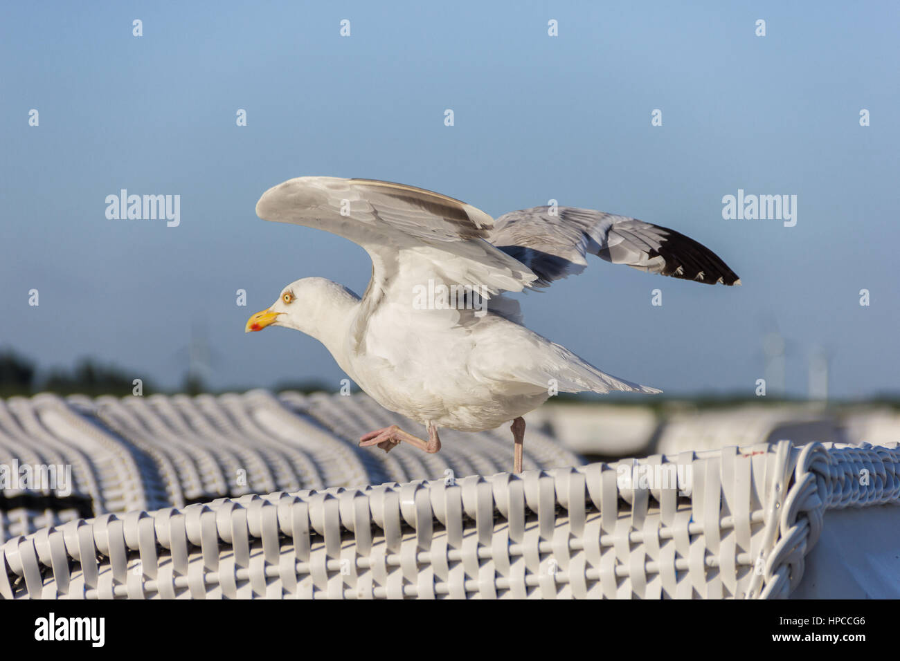 A Seagull on the top of a beach basket at Norddeich, East Frisia Stock ...