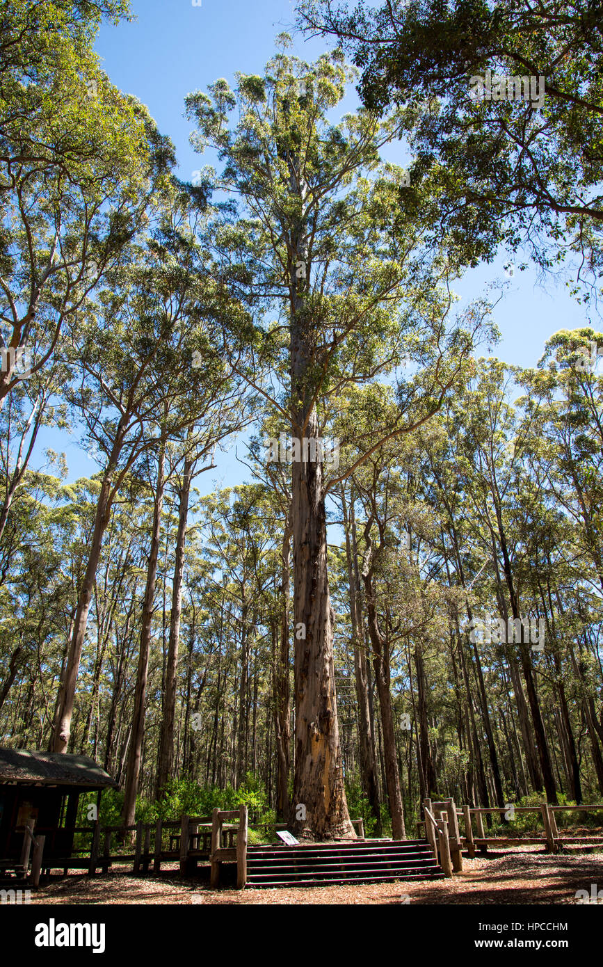 Diamond watch hi-res stock photography and images - Alamy