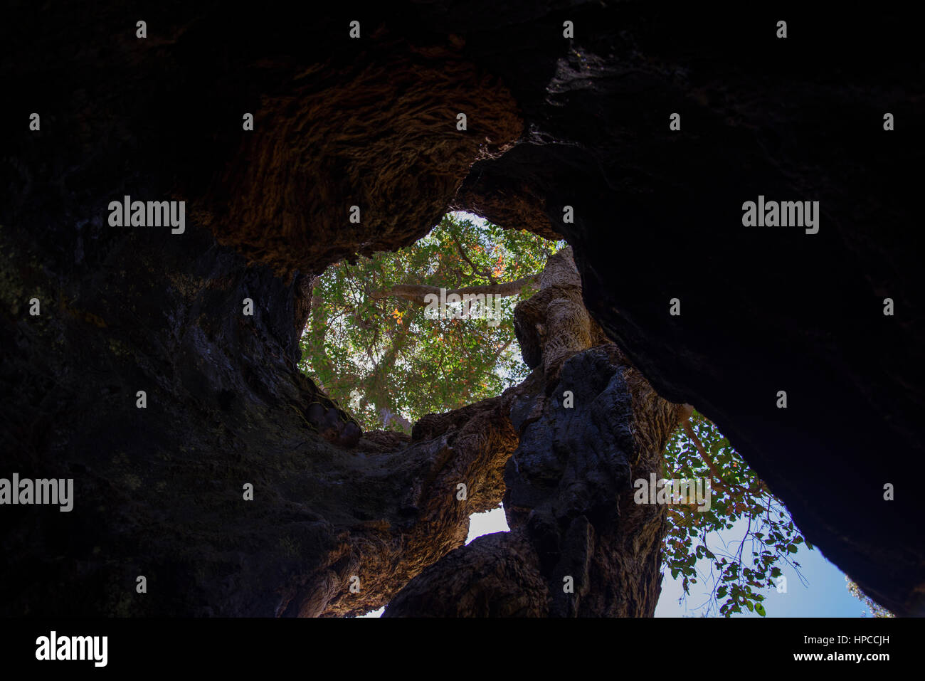 Massive giant tall trees hi-res stock photography and images - Alamy