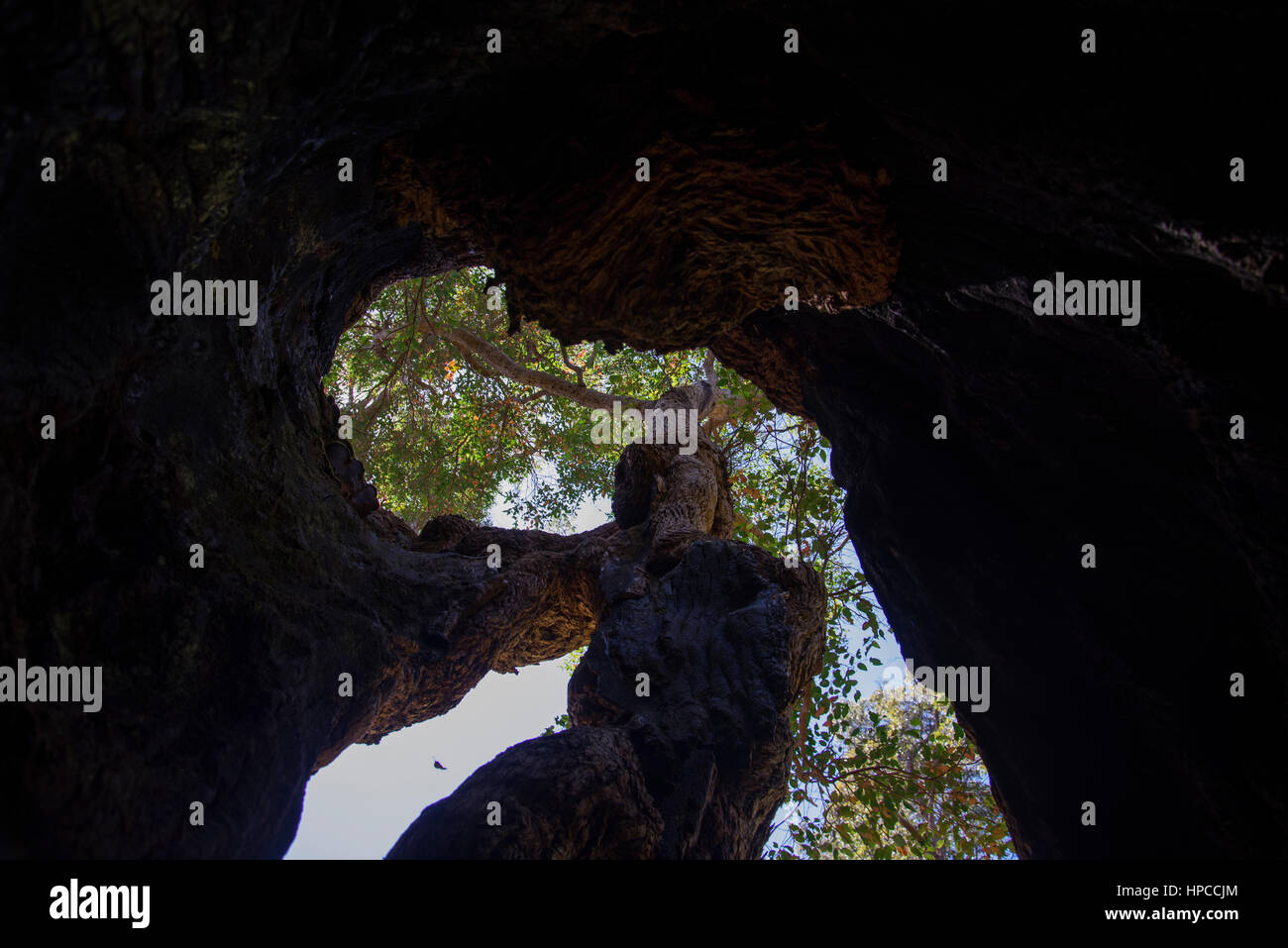 Inside giant hollow tingle tree hi-res stock photography and images - Alamy
