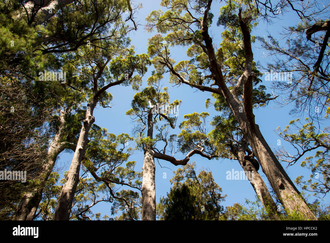 Giant tingle trees near Walpole, Tree Top Walk attraction at Valley of ...