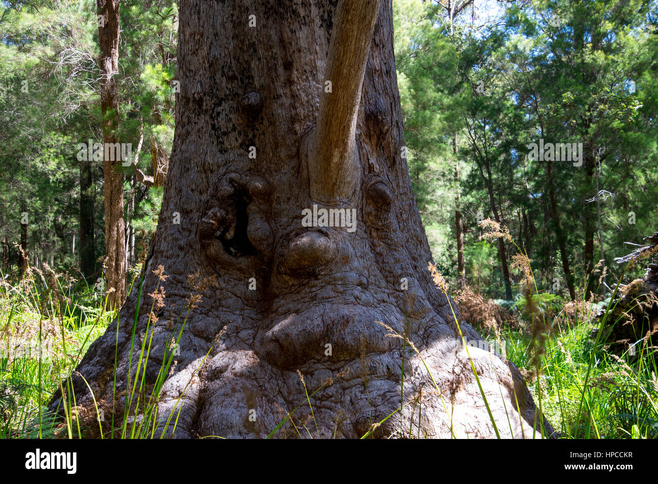 Eyes face mouth nose tree hi-res stock photography and images - Alamy