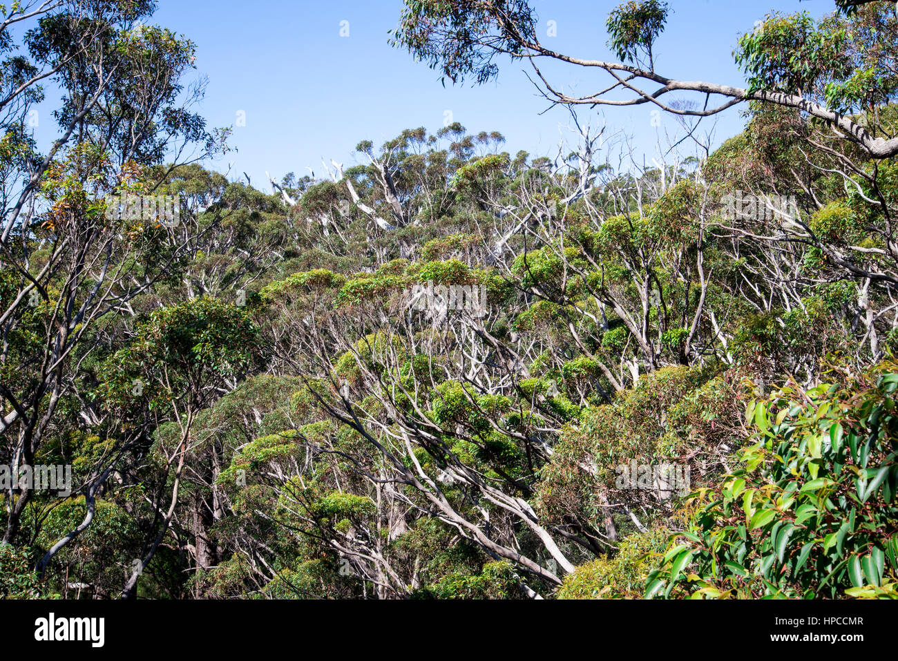 Karri trees australia western australia hi-res stock photography and ...