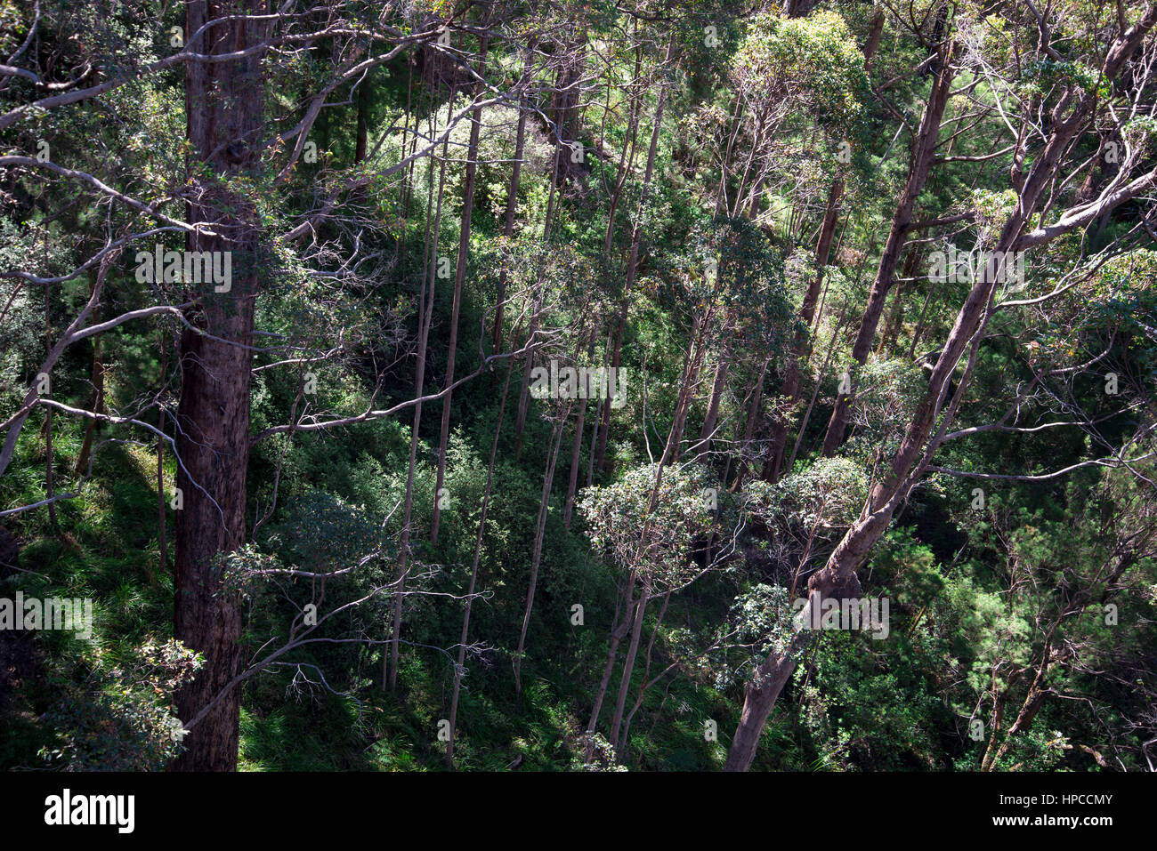 Karri trees australia western australia hi-res stock photography and ...