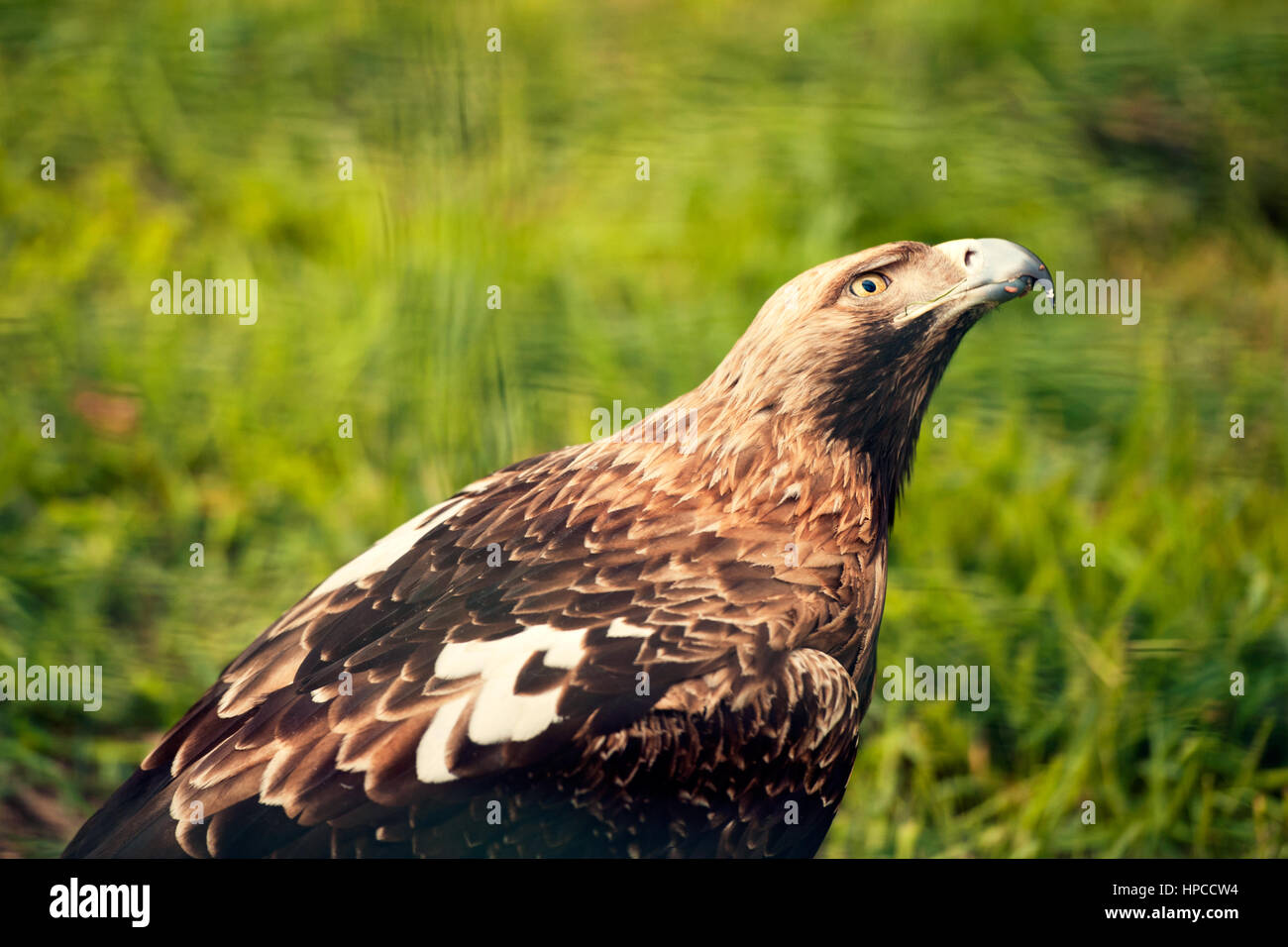 Imperial eagle hi-res stock photography and images - Alamy