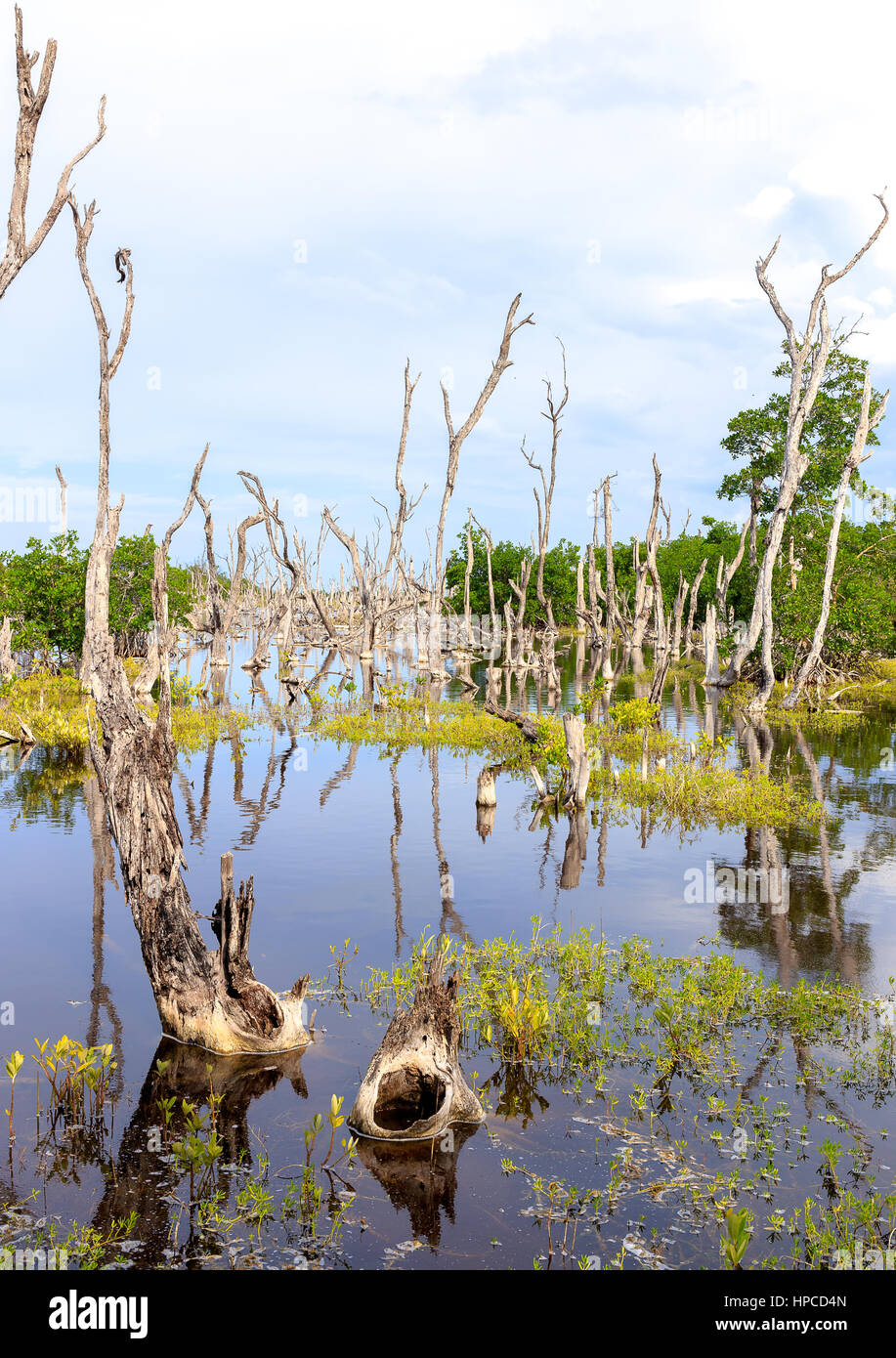 Jutia Cuba High Resolution Stock Photography and Images - Alamy