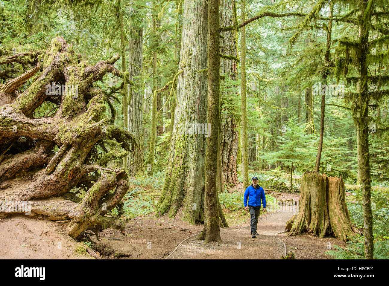 Man looks up at tall old growth cedar tree, Cathedral Grove, MacMillan ...