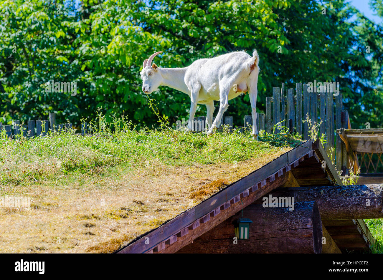 Goat at "Goats on the Roof" Coombs, Vancouver Island, British Columbia ...