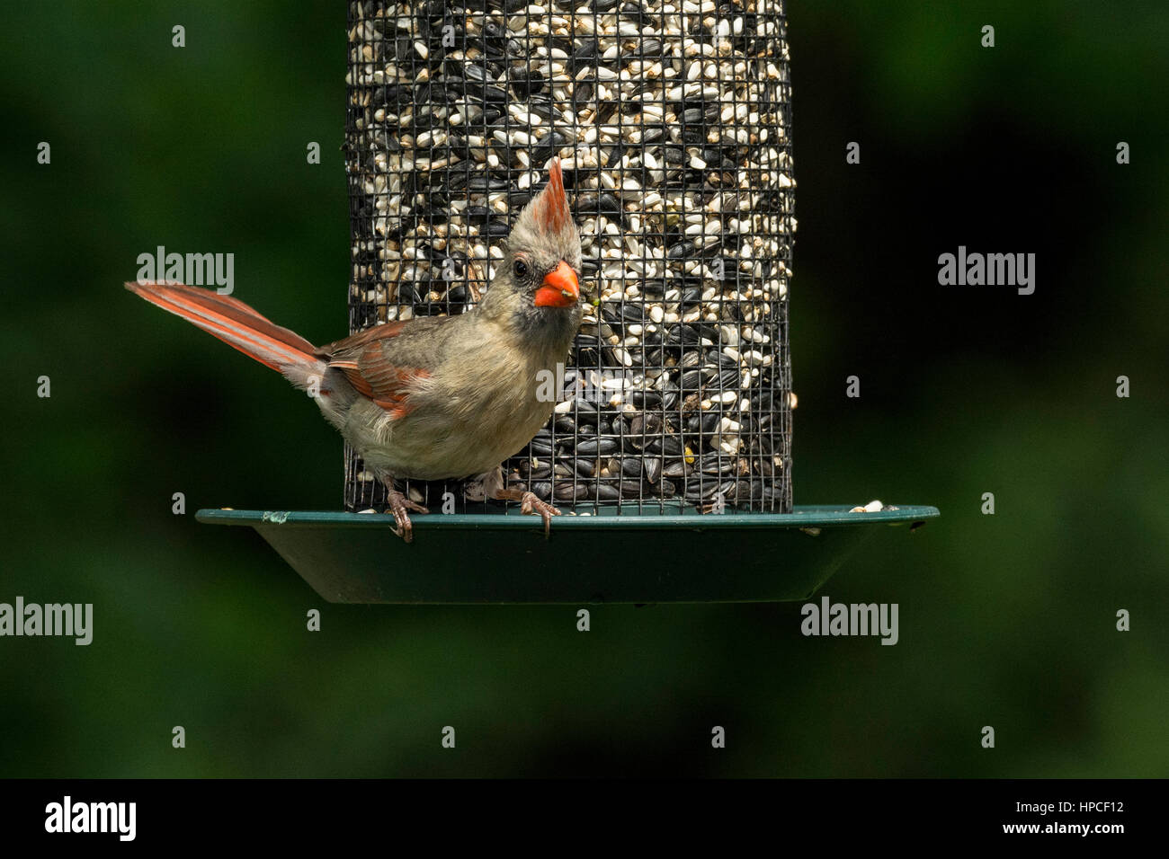 Female Northern Cardinal on seed feeder Stock Photo - Alamy