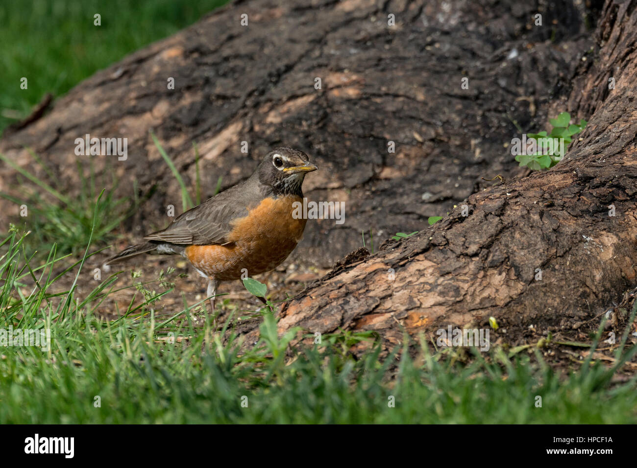 American Robin foraging around tree roots Stock Photo - Alamy