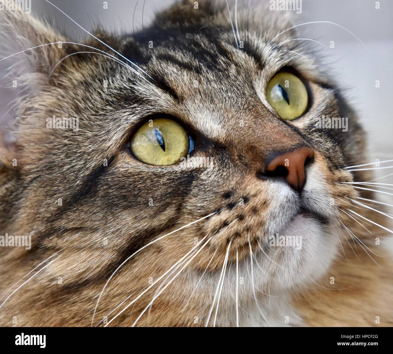 Brown tabby cat hi-res stock photography and images - Alamy