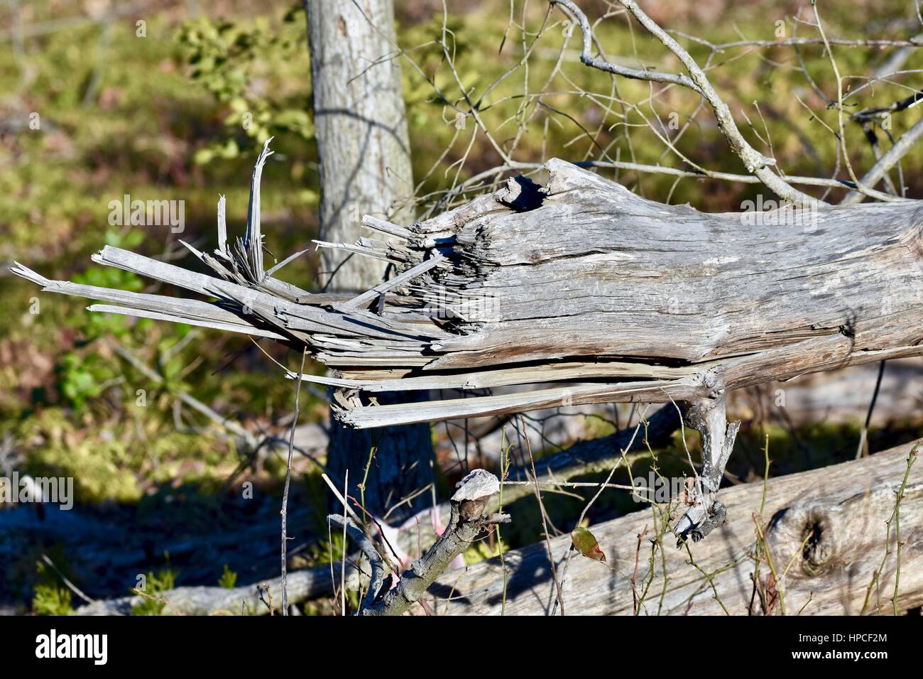 Broken tree on ground hi-res stock photography and images - Alamy