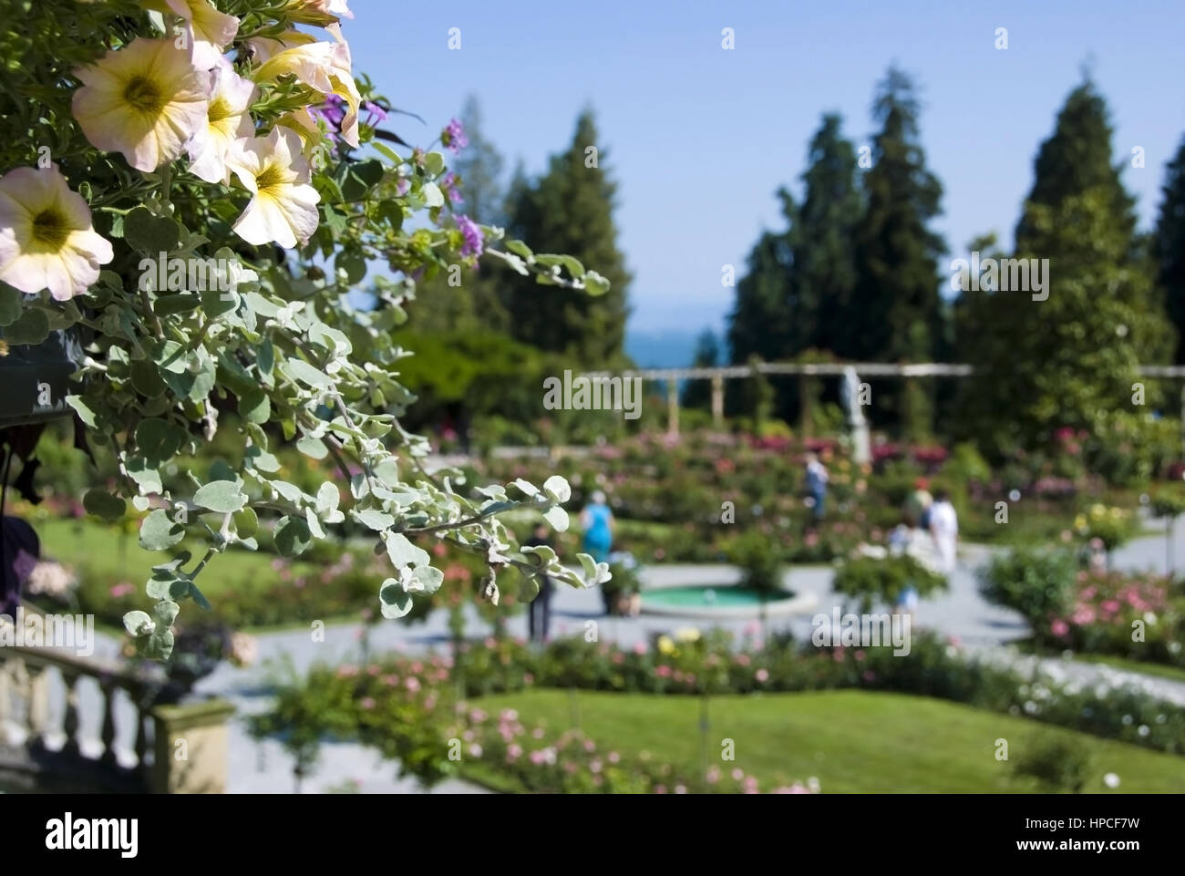 Italienischer Rosengarten, Blumeninsel Mainau, Deutschland - Rose ...