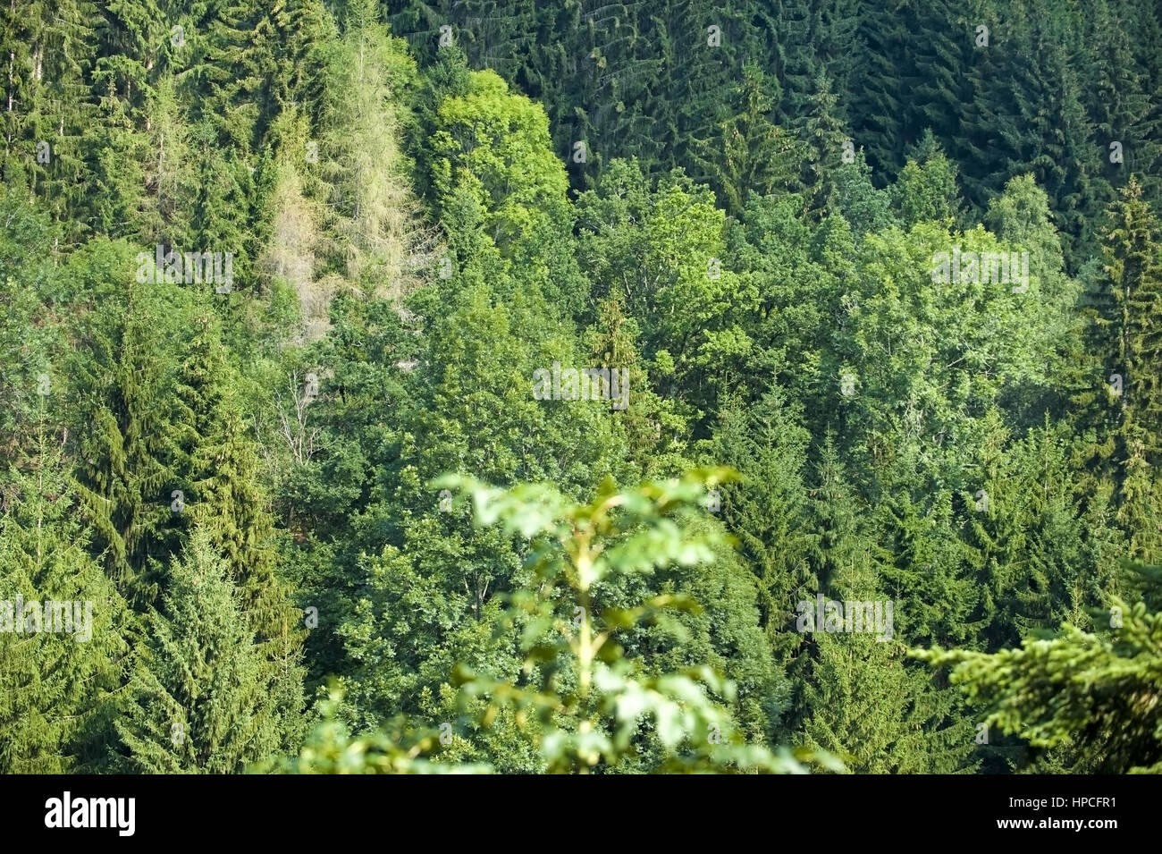 Nadelwald High Resolution Stock Photography and Images - Alamy