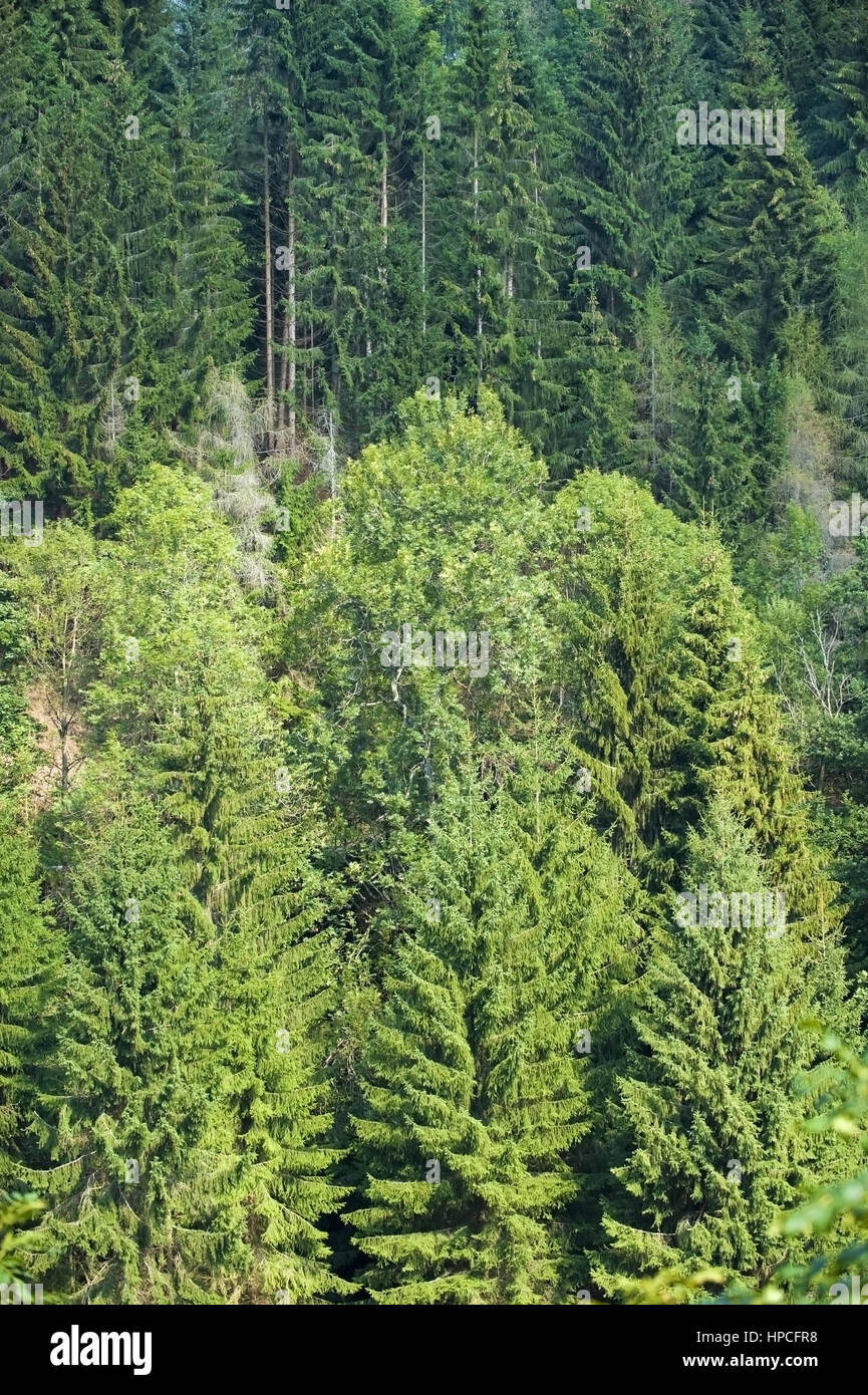 Nadelwald - wood Stock Photo - Alamy