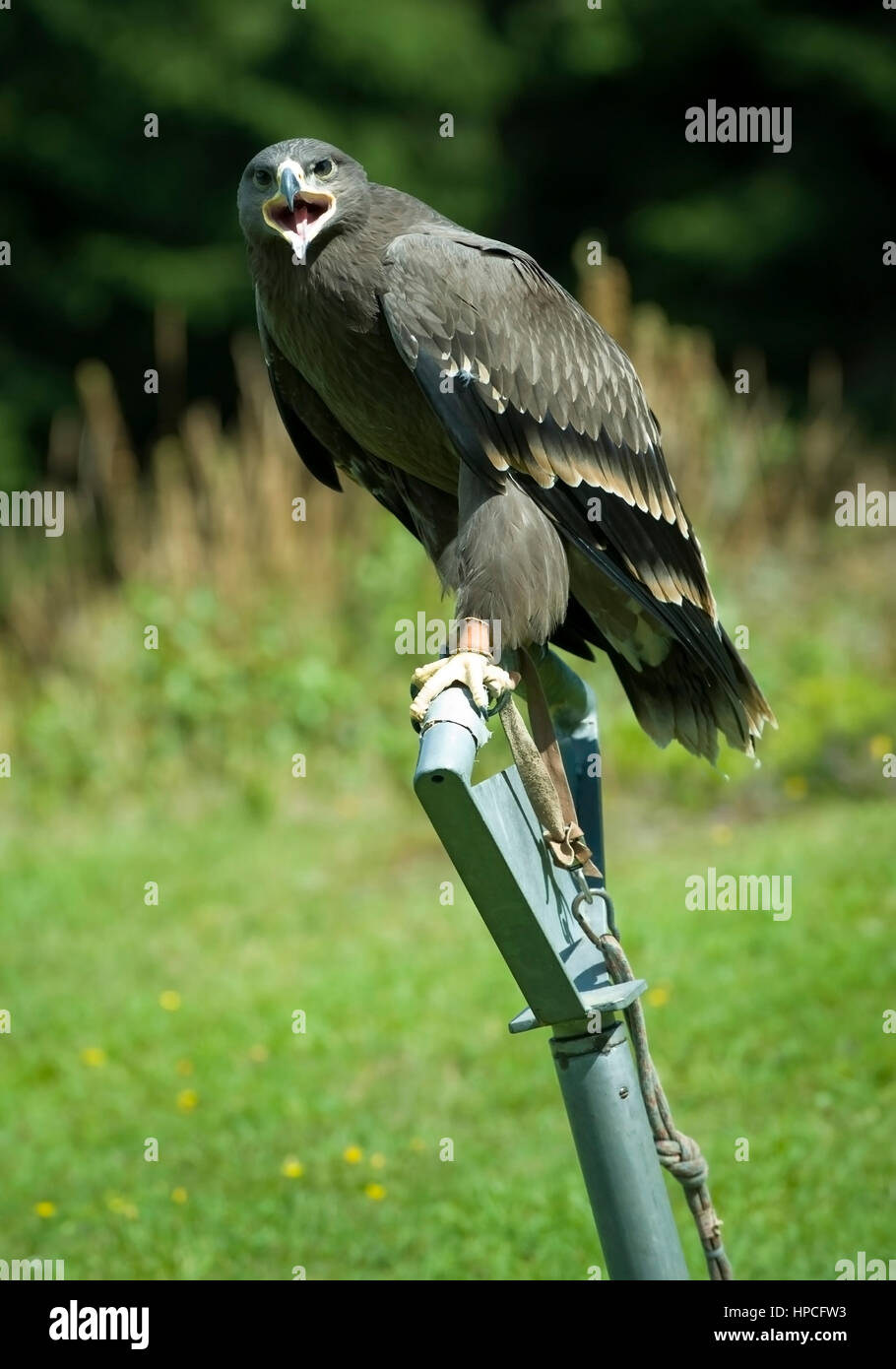 Adler - eagle Stock Photo - Alamy