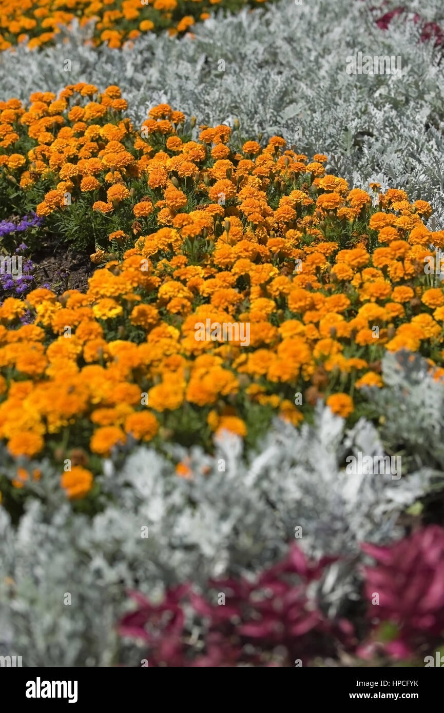 Blumenbeet - flowerbed Stock Photo - Alamy