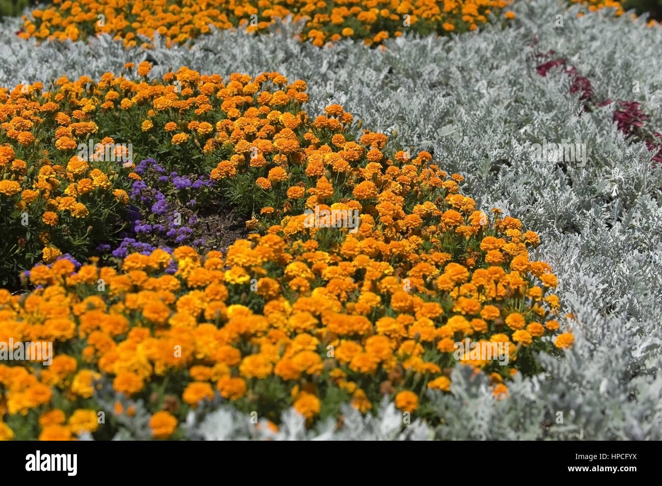 Blumenbeet - flowerbed Stock Photo - Alamy