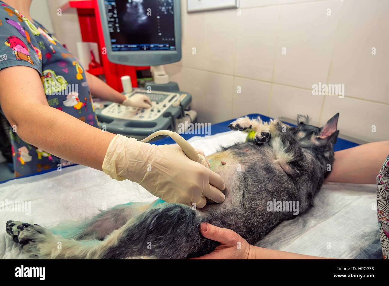 Dog having ultrasound scan in vet clinic Stock Photo - Alamy
