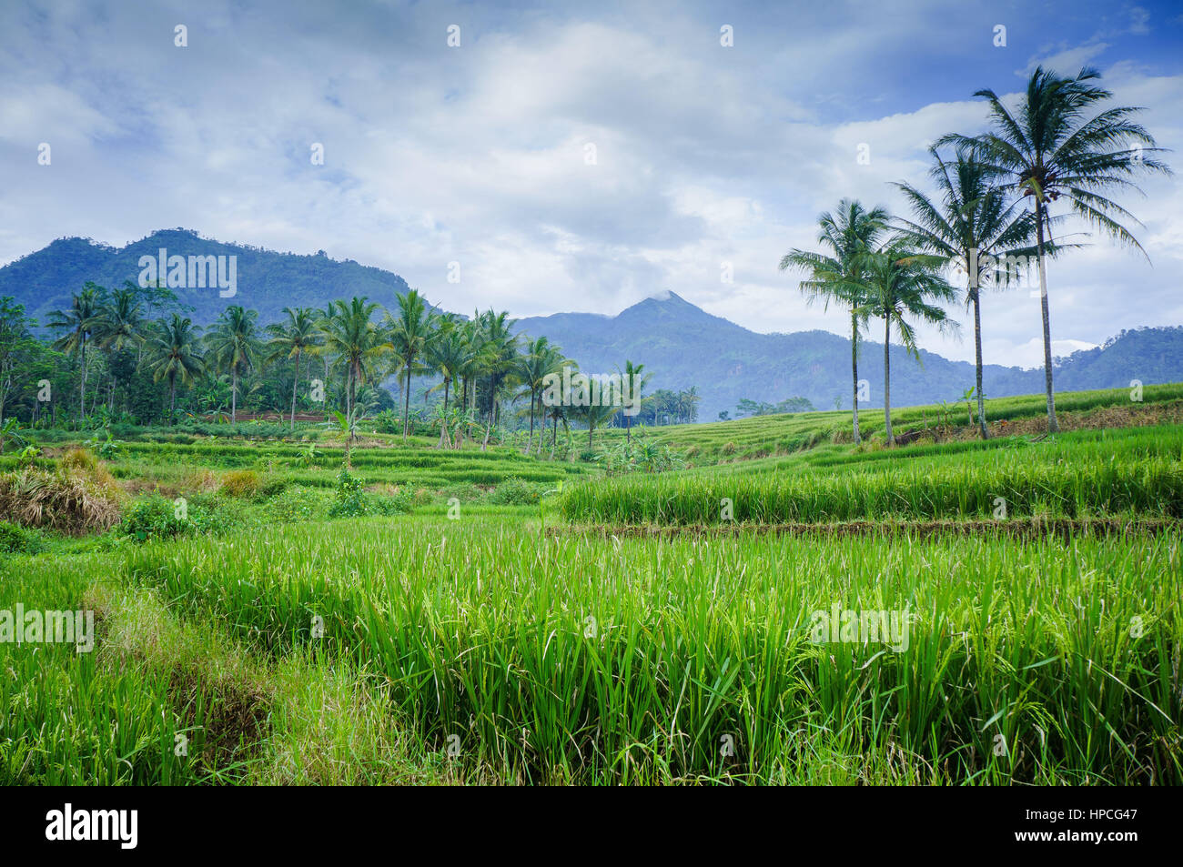 Rice field of central java hi-res stock photography and images - Alamy