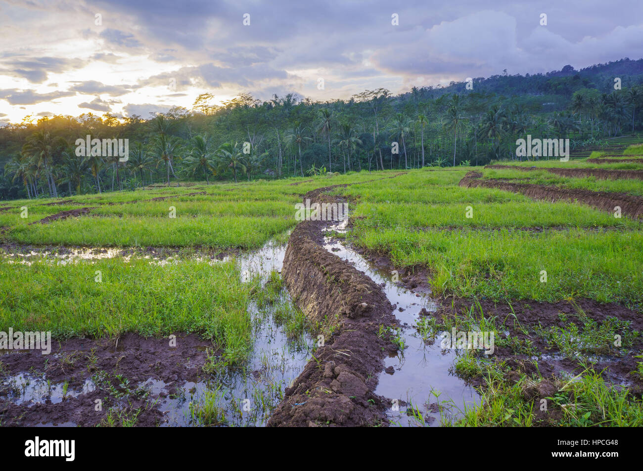 Rice Field in Semarang Central Java Indonesia Stock Photo - Alamy