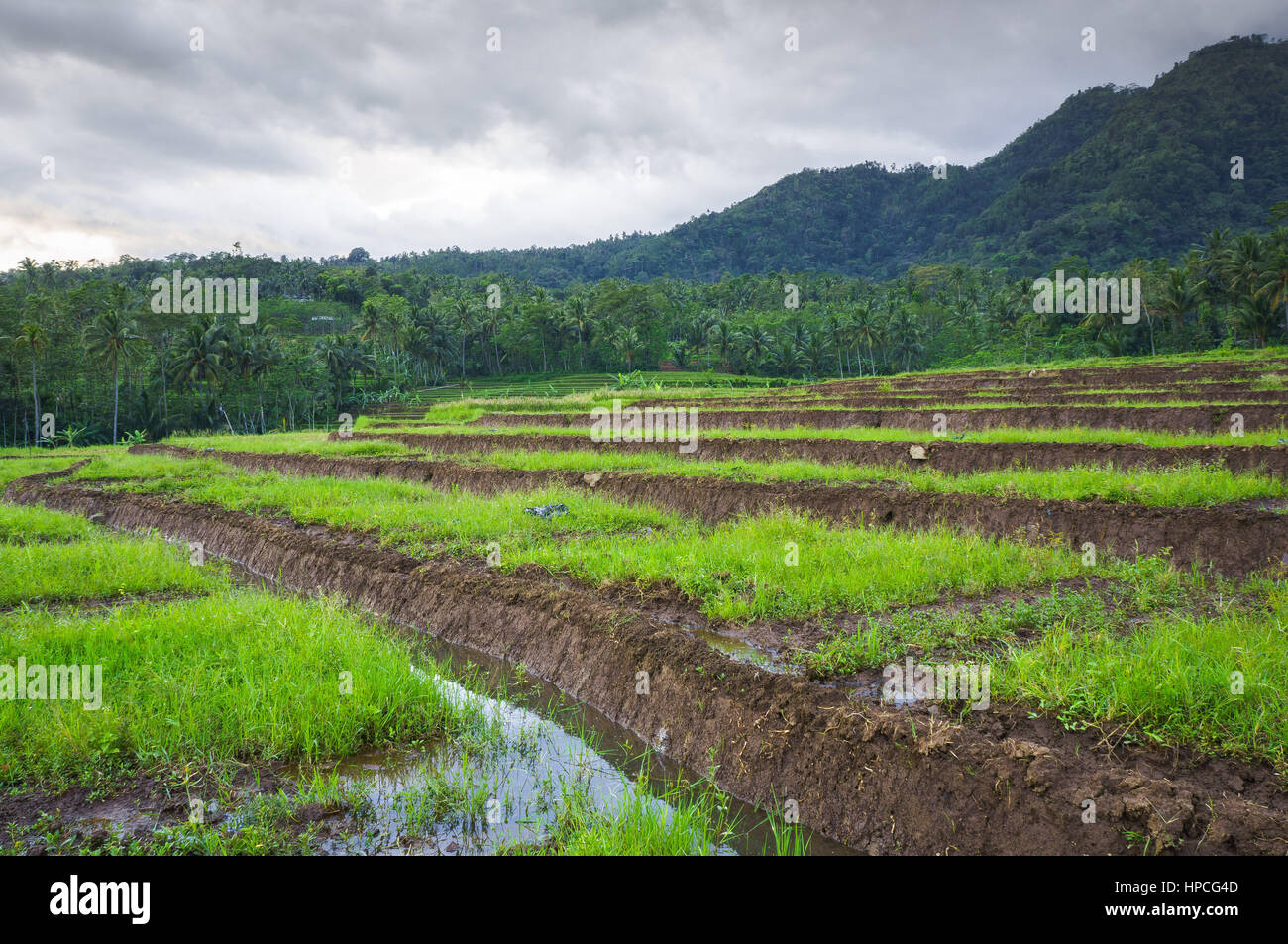 Rice Field in Semarang Central Java Indonesia Stock Photo - Alamy