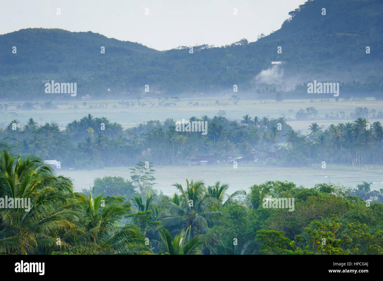 Rice Field in Semarang Central Java Indonesia Stock Photo - Alamy