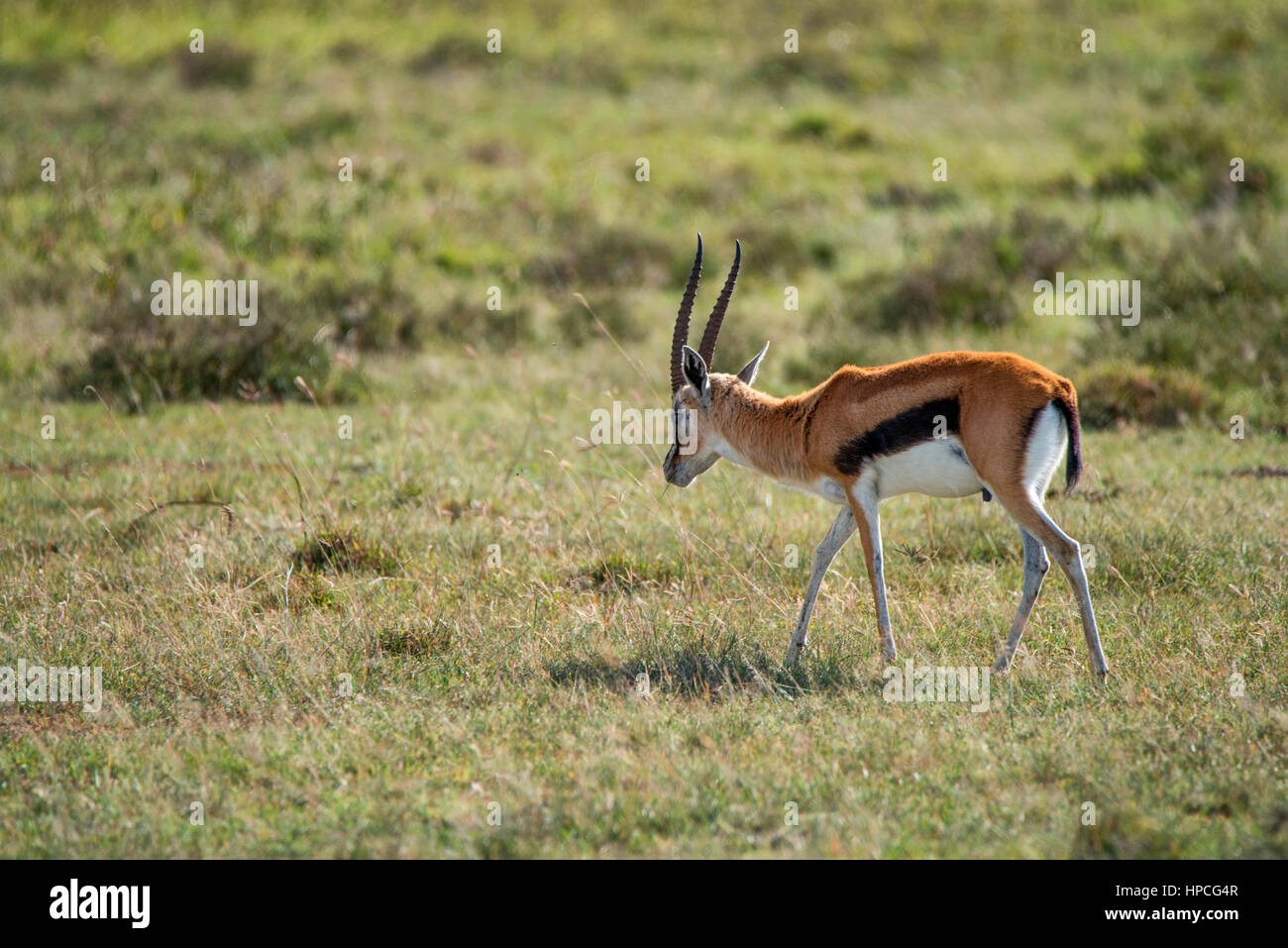Wild Thompson's gazelle or Eudorcas thomsonii roams in savanna Stock ...