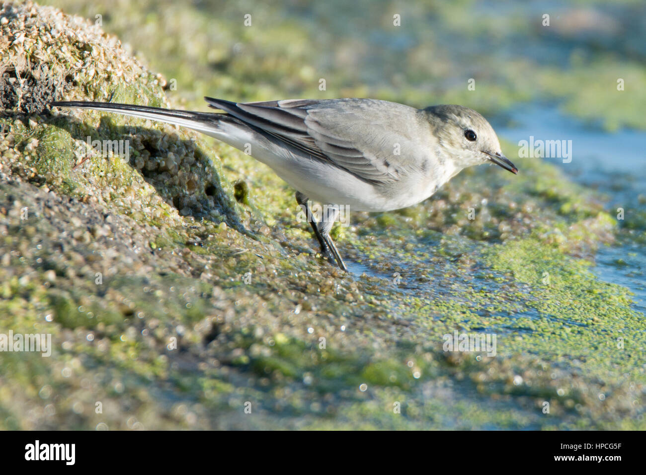 Young white wagtail Stock Photo - Alamy
