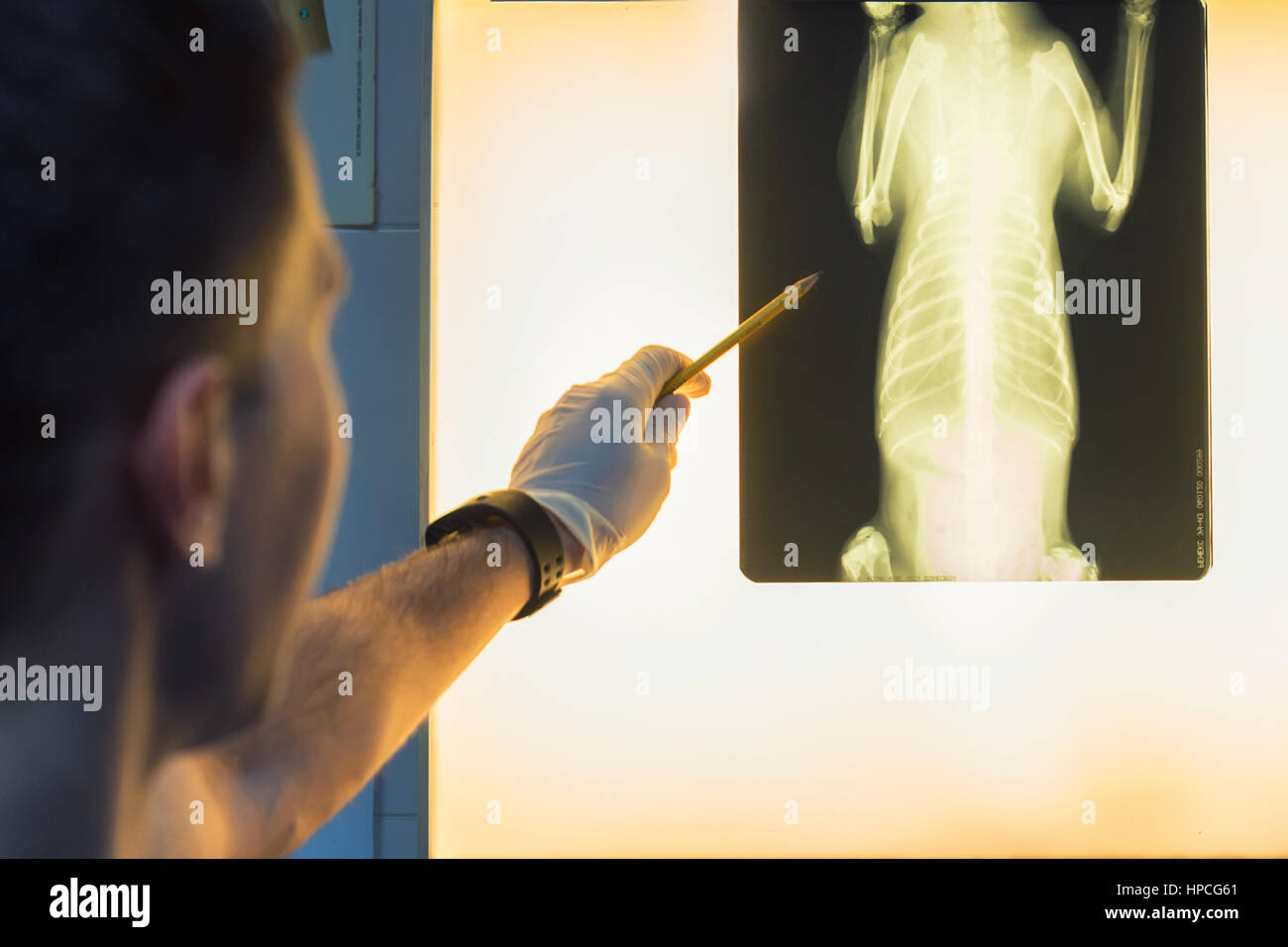 Veterinary doctor examining pet radiograph Stock Photo - Alamy