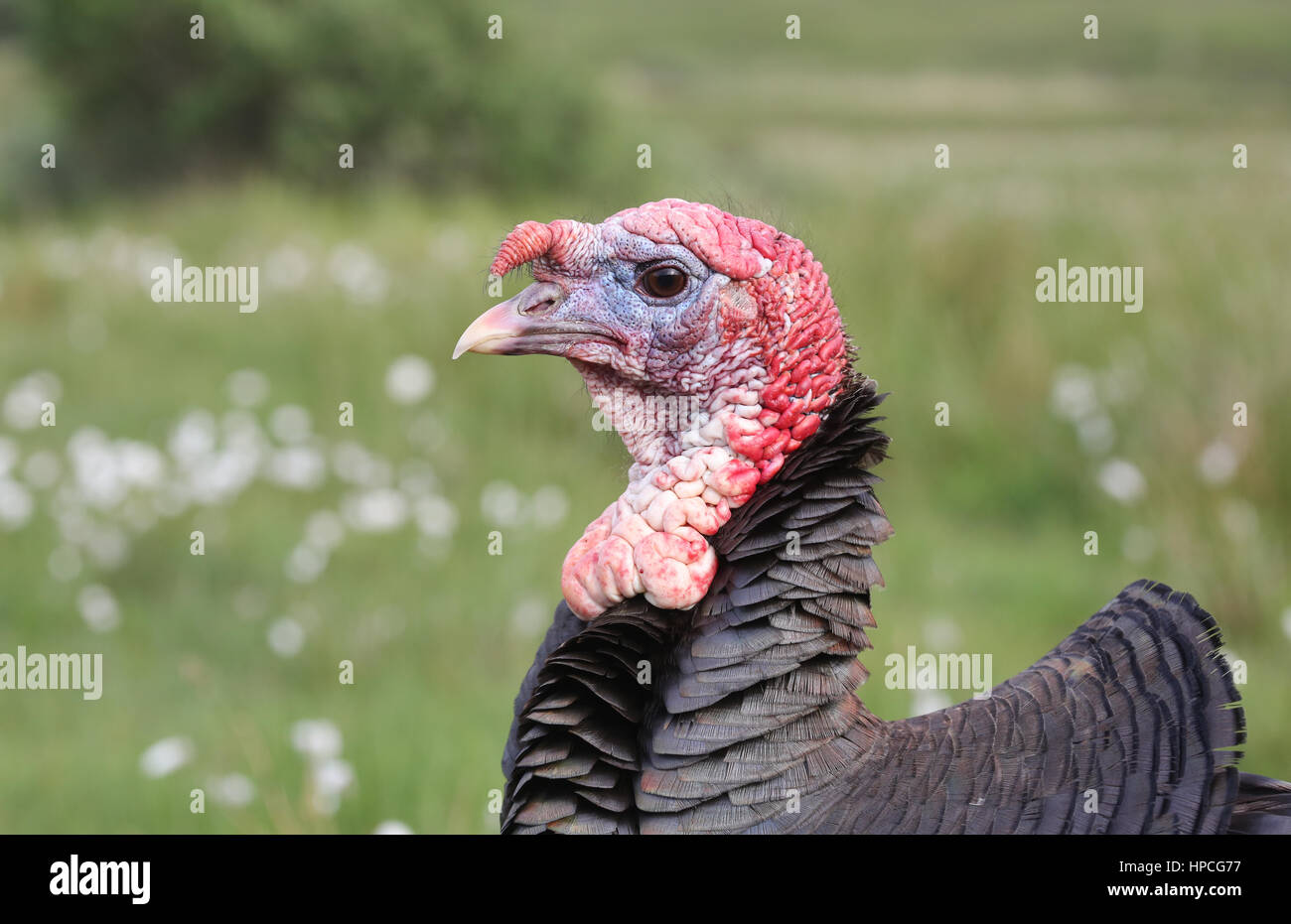 Fleshy caruncle hi-res stock photography and images - Alamy