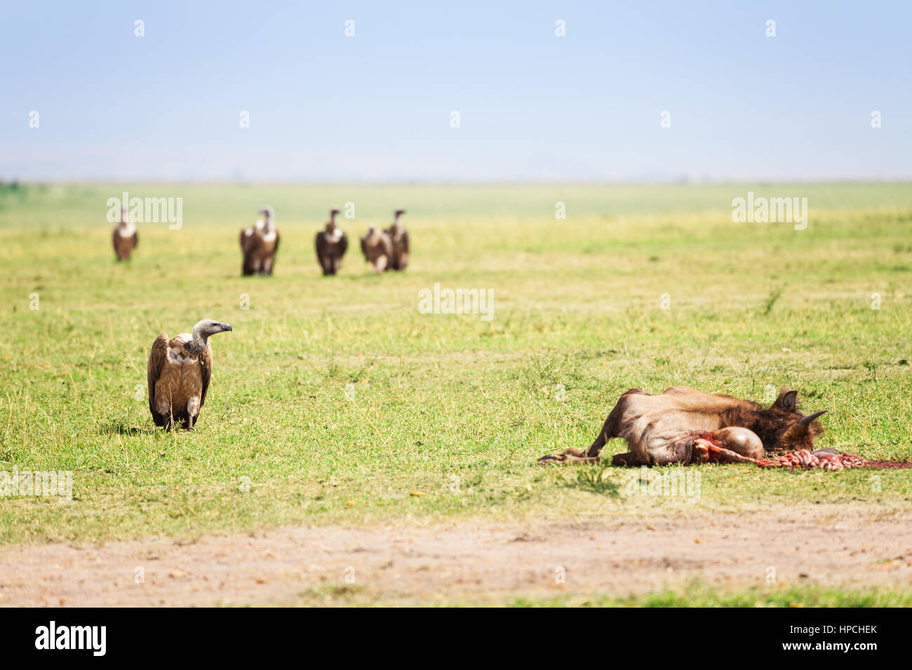 Vultures flight finding corpse of wildebeest at Kenyan savannah, Africa ...