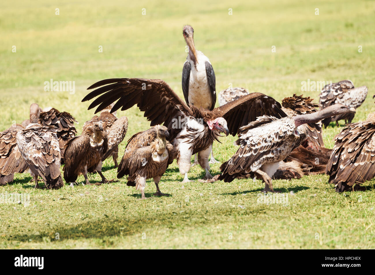 White backed vulture group in flight hi-res stock photography and ...