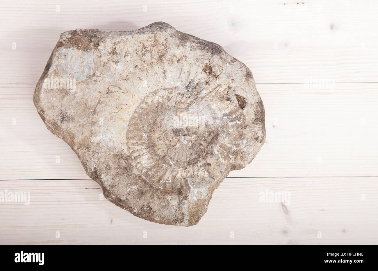 Nautilus fossil in stone on wooden background Stock Photo - Alamy