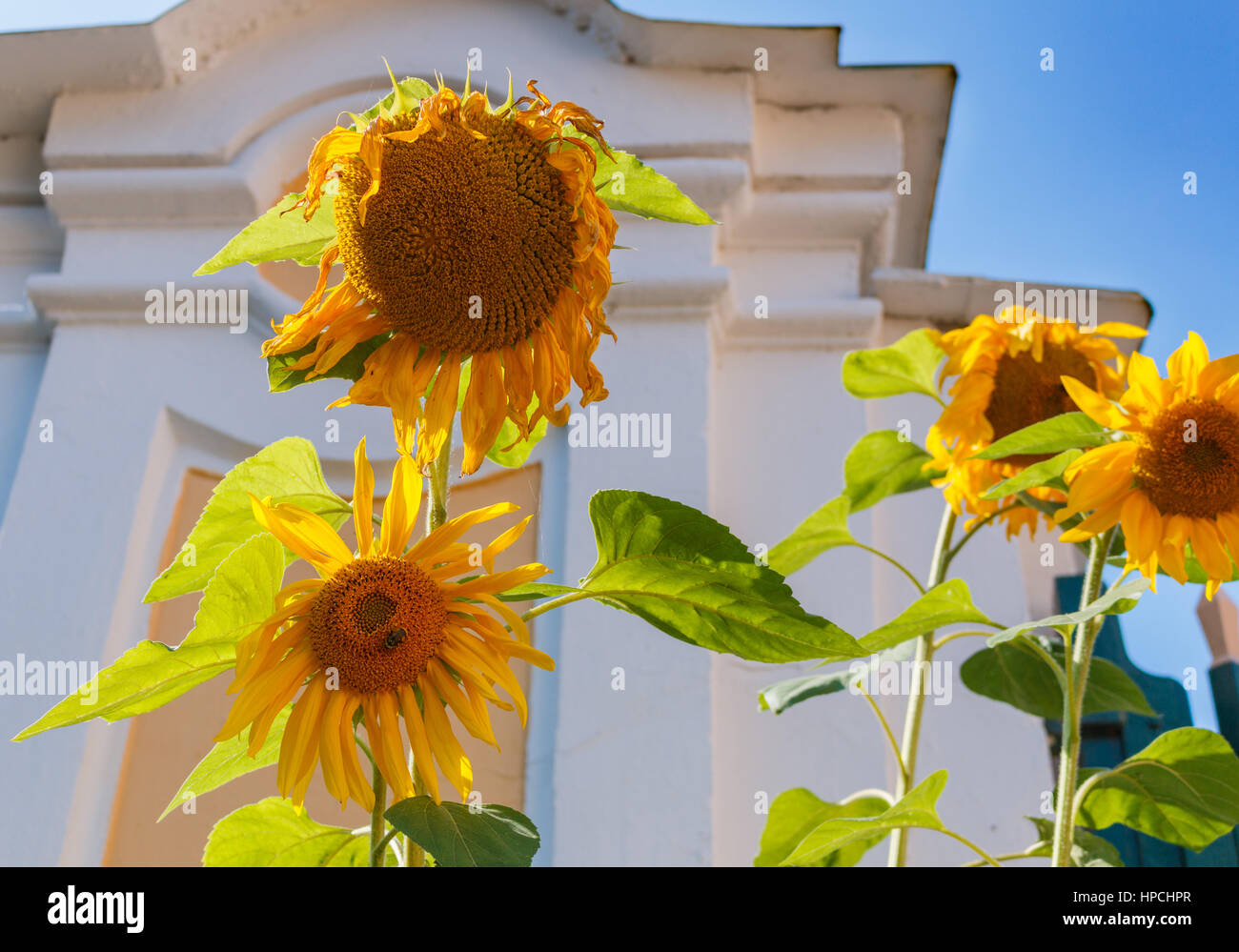 Sunflowers field drooping hi-res stock photography and images - Alamy