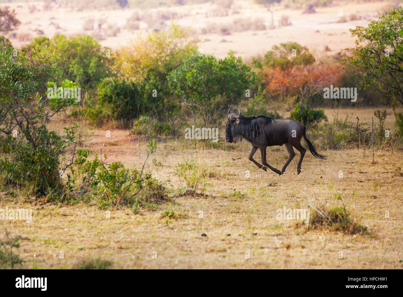 Picture of blue wildebeest galloping alone at Kenyan savannah, Africa ...