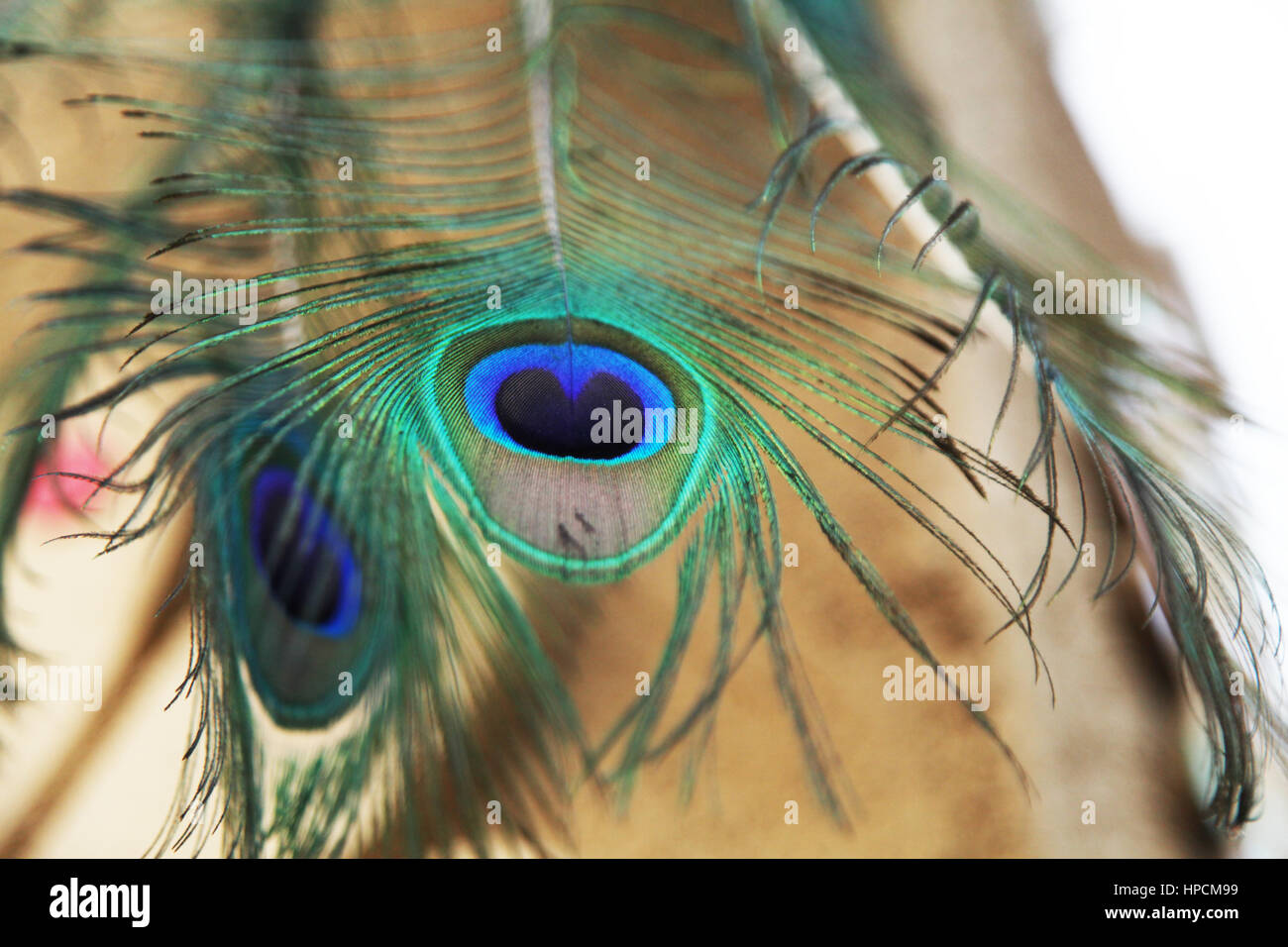 Peacock Feather (Detail Of Eyespot) A closeup of peacock feathers (background) (Photo Copyright ...