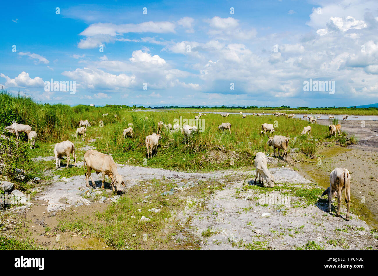 Skinny cows feeding in the countryside of the Philippines Stock Photo ...