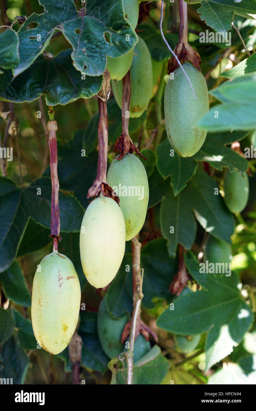 Wild passion fruit hi-res stock photography and images - Alamy