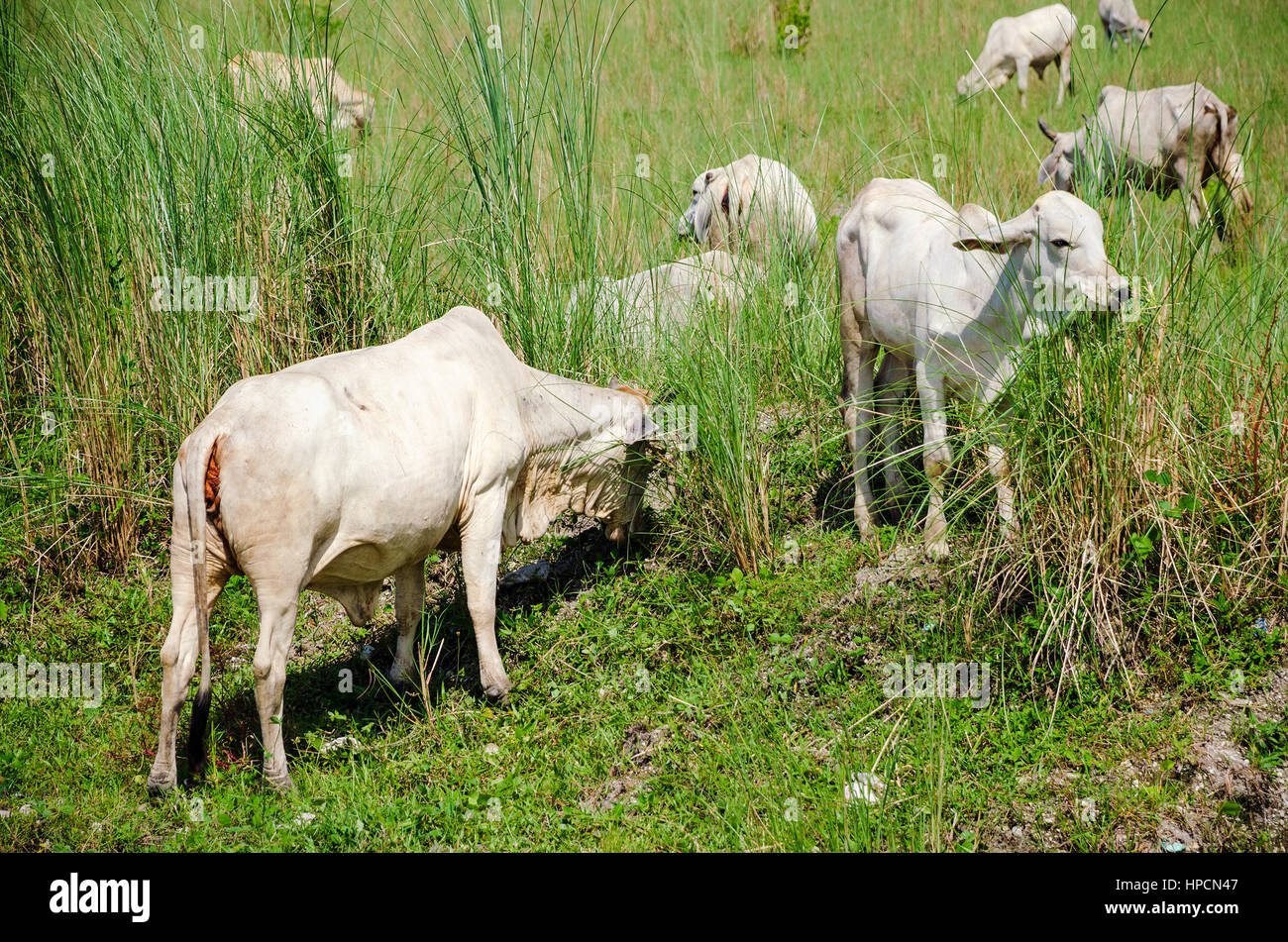 Philippines agriculture hi-res stock photography and images - Alamy