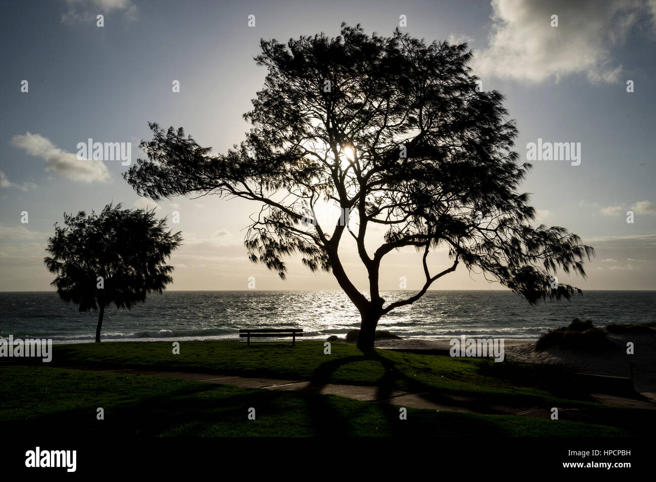 Strong wind tree blowing hi-res stock photography and images - Alamy