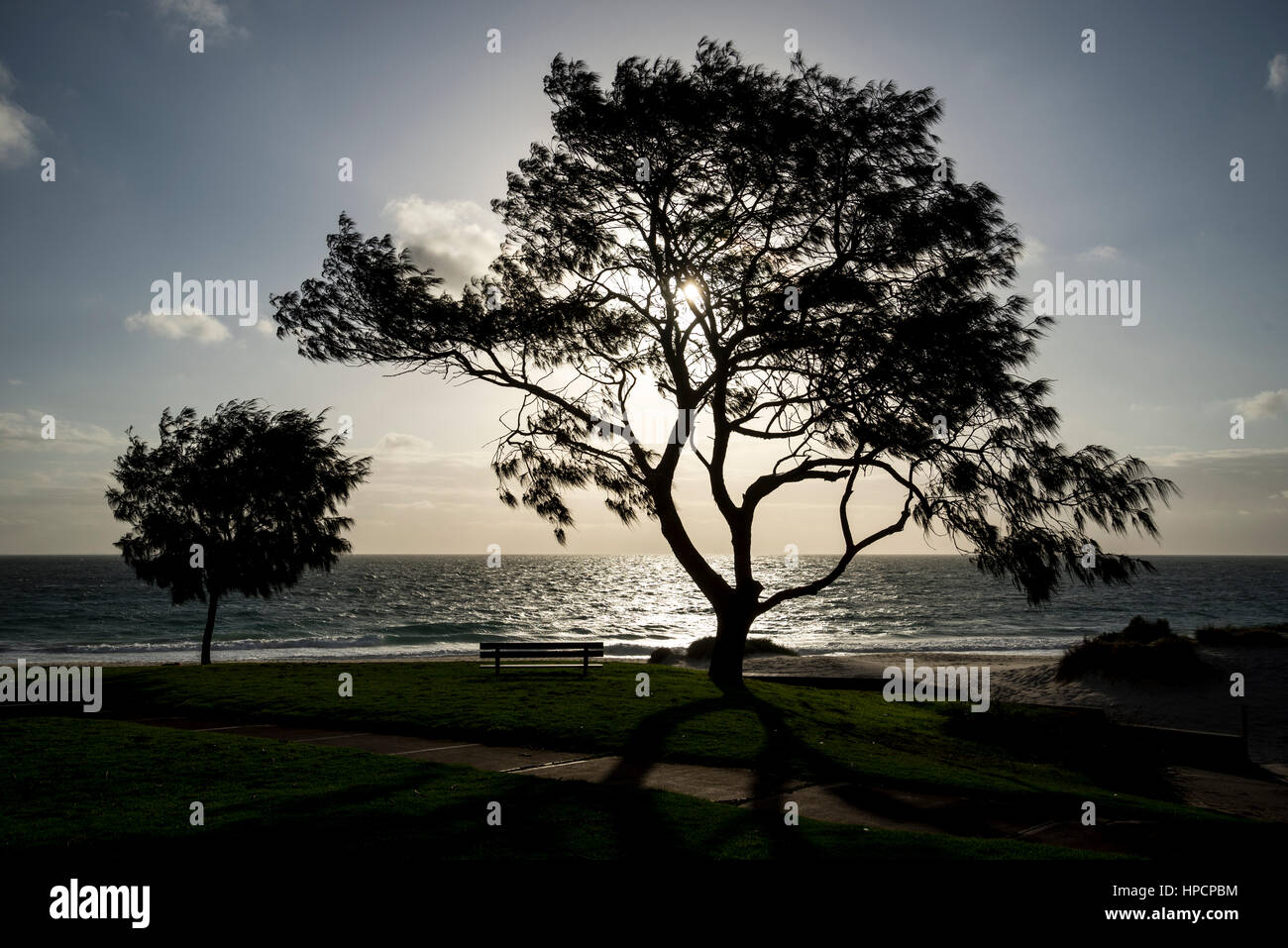 Strong wind tree blowing hi-res stock photography and images - Alamy