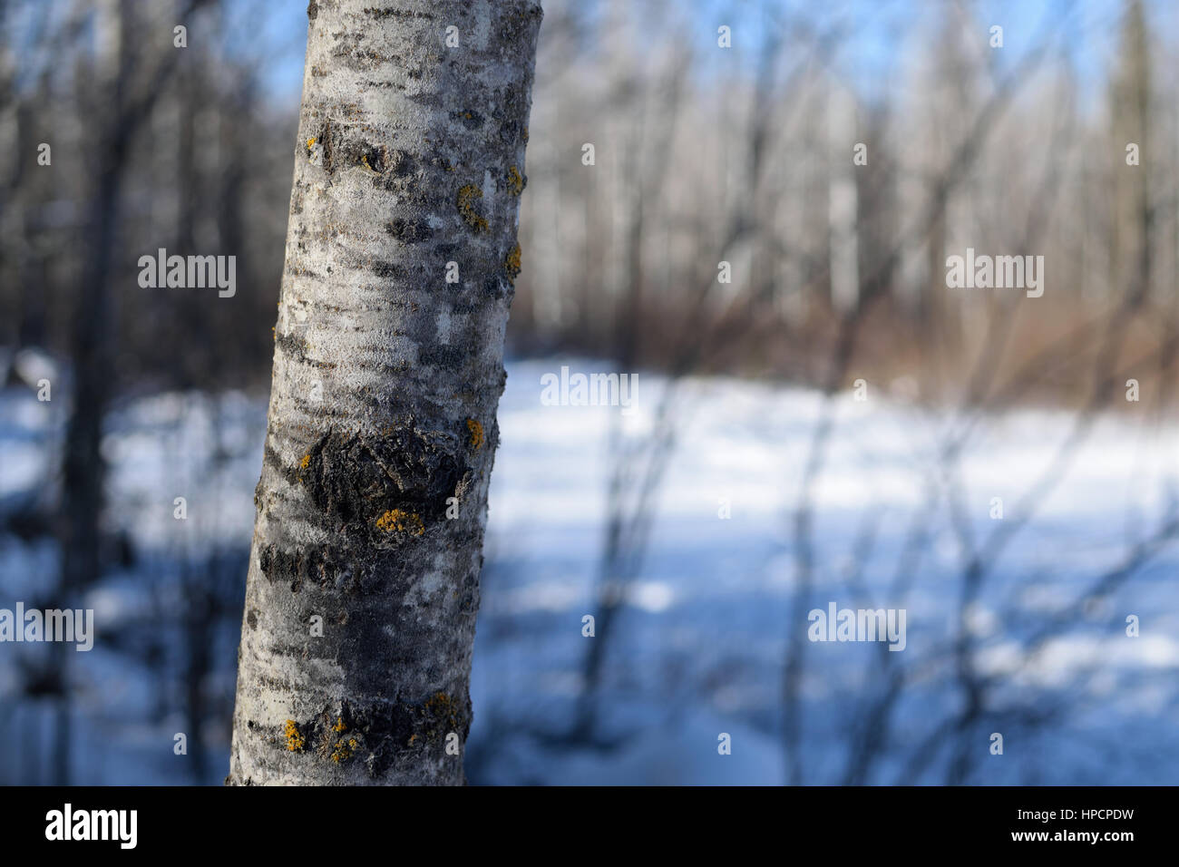Trembling Aspen (Populus tremuloides) in Winter Stock Photo - Alamy