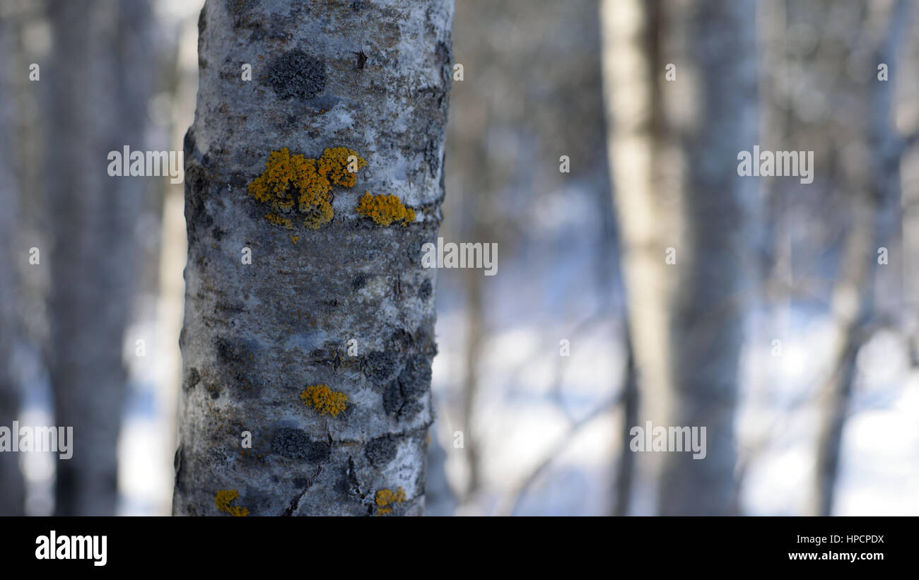 Aspen (Populus tremuloides) in Winter Stock Photo - Alamy