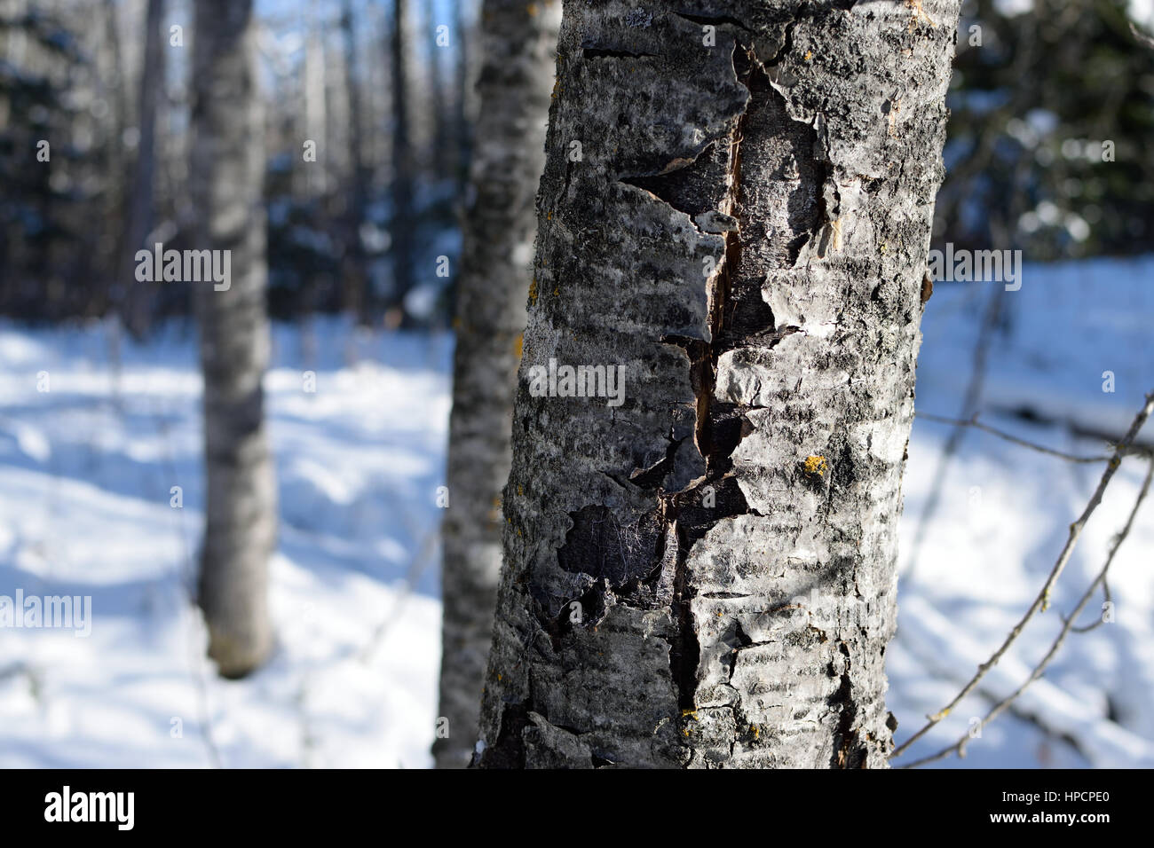 Winter Aspen (Populus tremuloides Stock Photo - Alamy