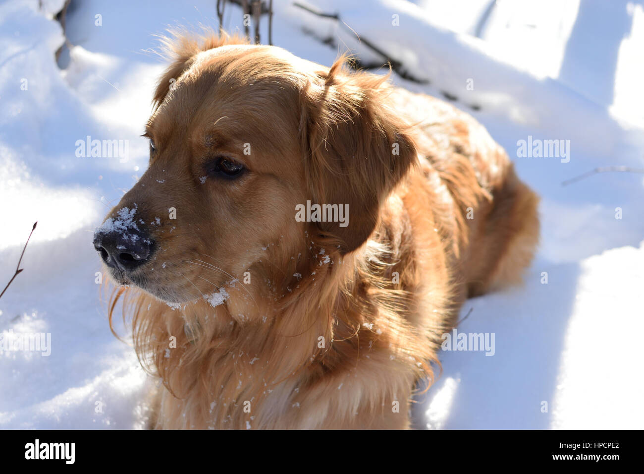 Golden Retriever in Winter Stock Photo - Alamy