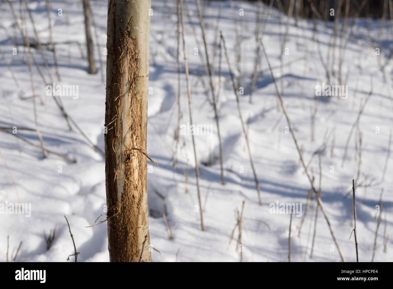 Deer rub tree hi-res stock photography and images - Alamy